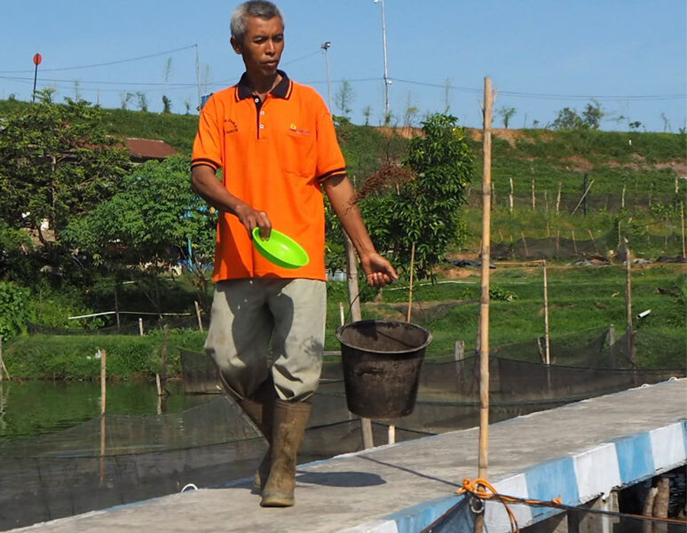 Lahan Bekas Tambang Diubah Ptba “berdayakan Masyarakat” Jadi Tambak